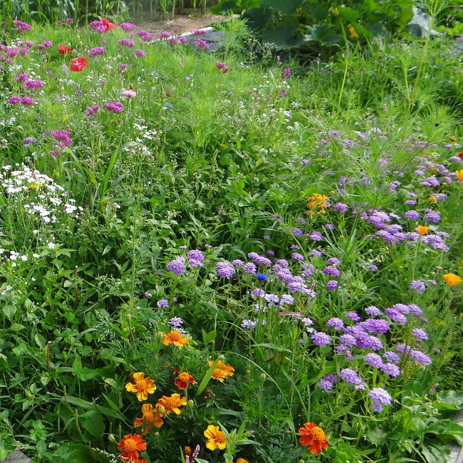 Plant Nectar Plants that Attract Butterflies