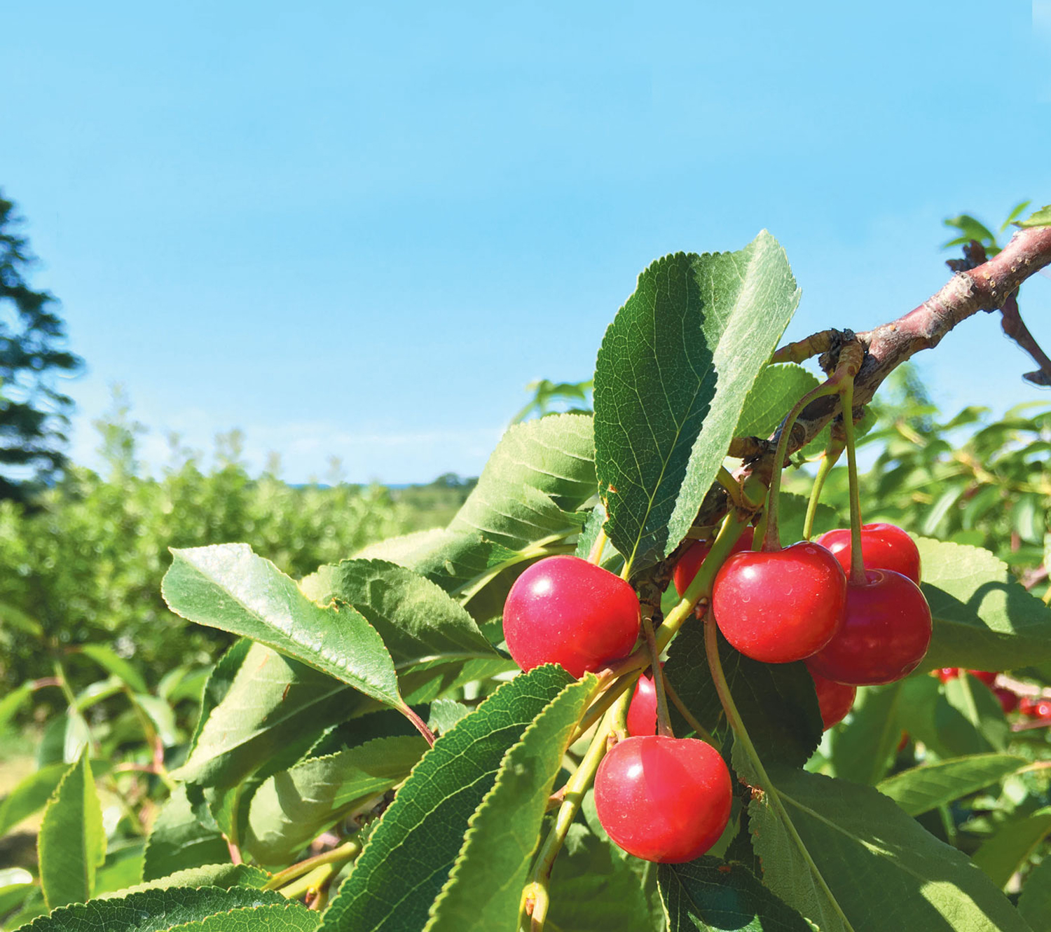Chokecherry Coulis Over La Luna