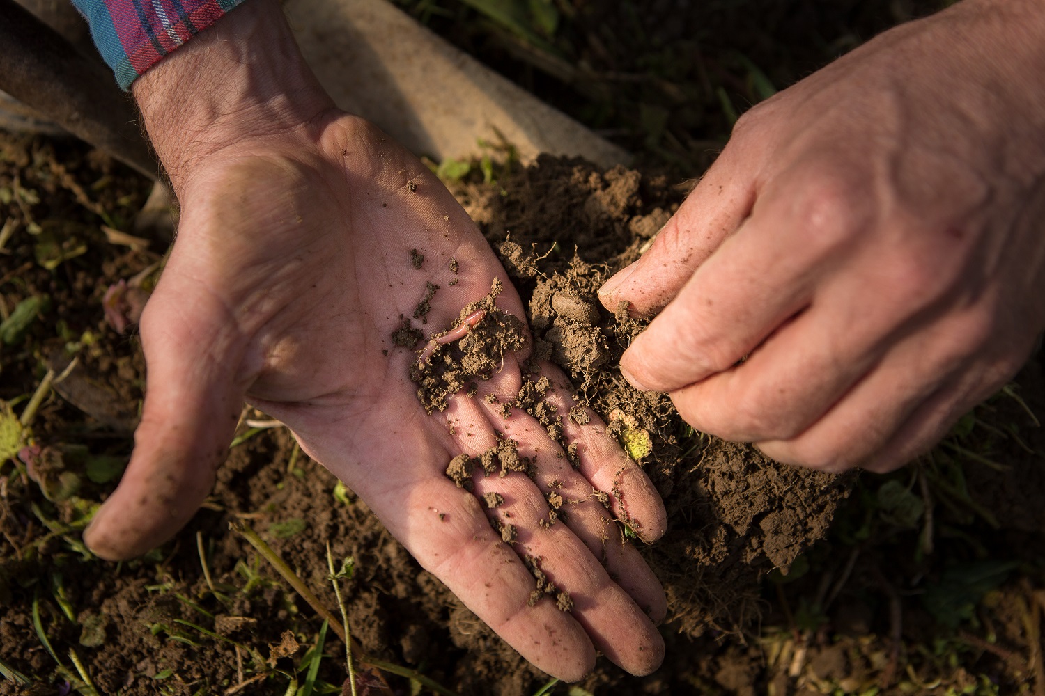 Healthy Soil: It's of Growing Significance