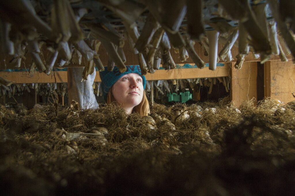 Turning Black Into Gold: Ribbon Road Farm's organic garlic treasure chest