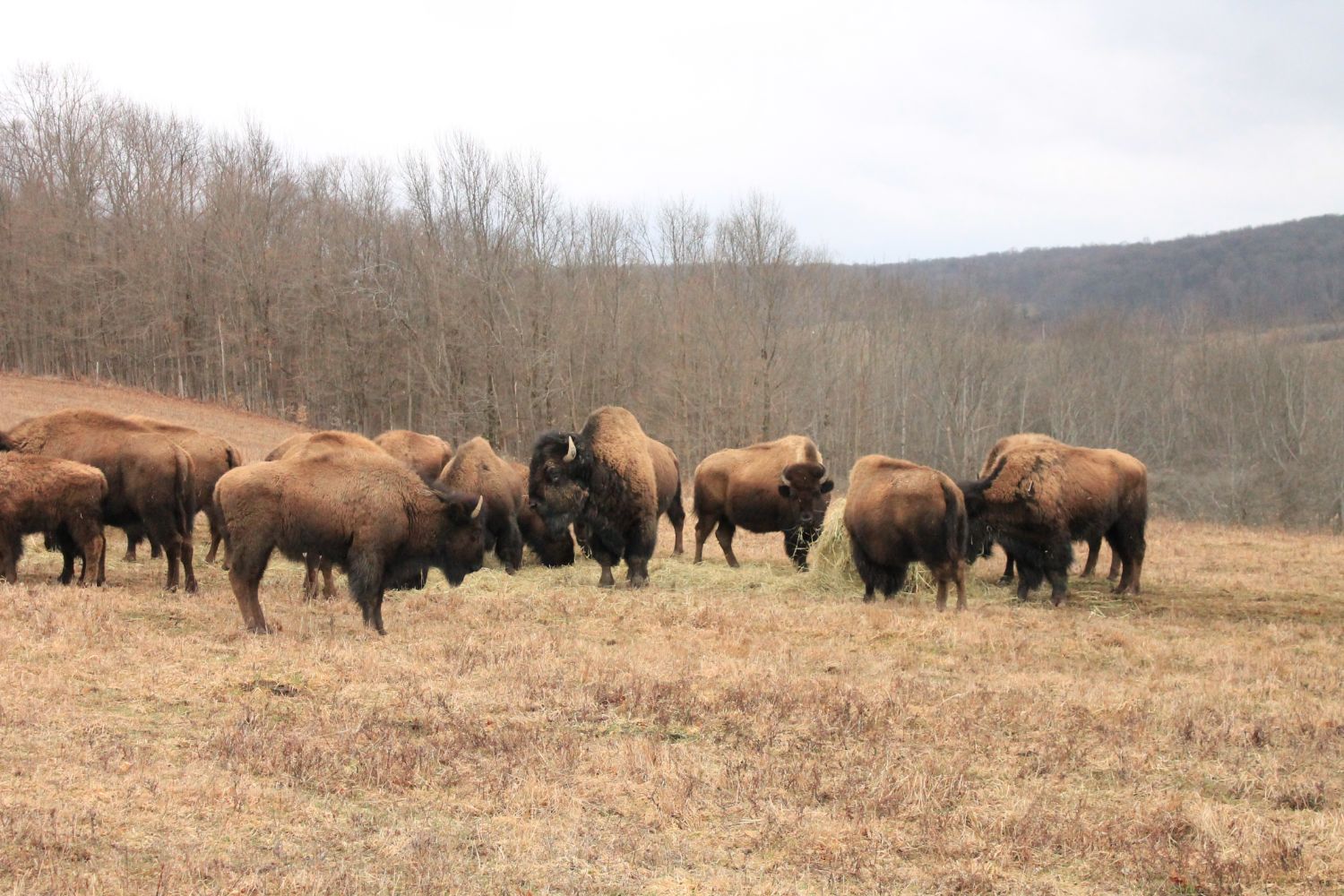 Maple Ridge Bison Ranch: Where the Buffalo Roam