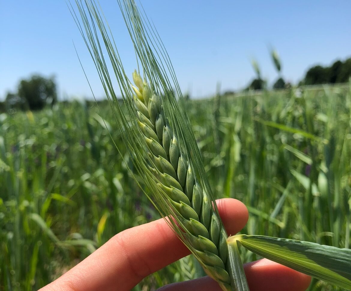 Welcome to Edible Western NY