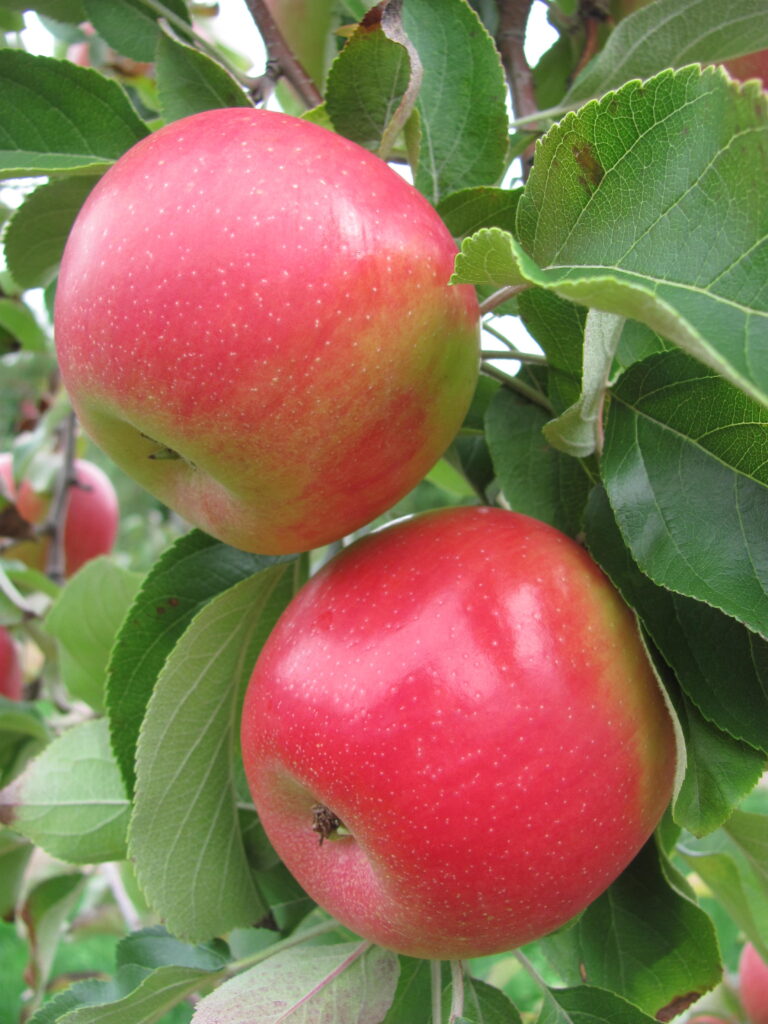 Native New York State Apples from A to Z - Edible Western NY