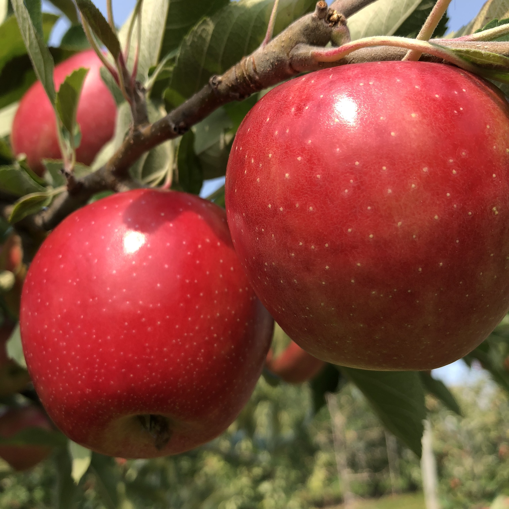 Native New York State Apples from A to Z - Edible Western NY